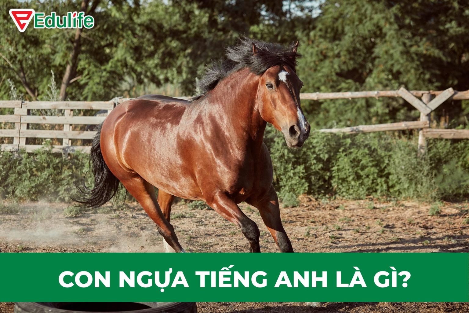 Con ngựa tiếng anh là gì? Các thành ngữ thú vị về con ngựa