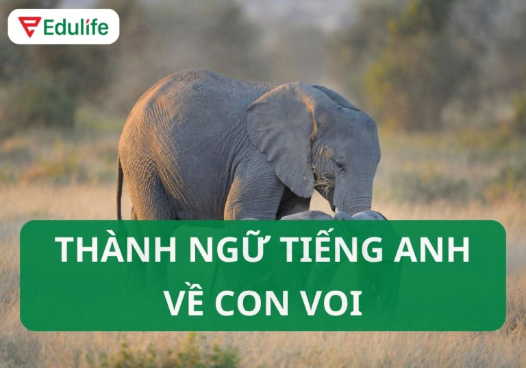 Con voi tiếng Anh là gì? Thành ngữ về con voi