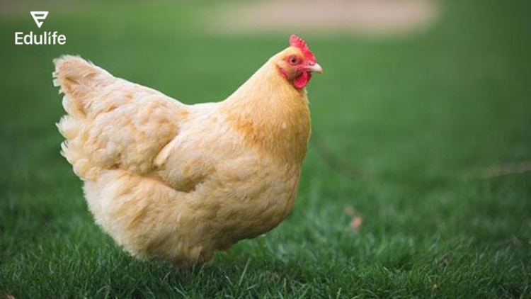 Con gà tiếng Anh là gì? Các thành ngữ về chicken trong tiếng Anh